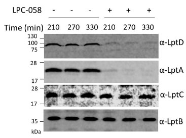 Zhou Lab | Duke Department of Biochemistry