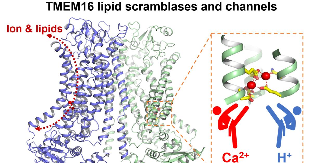 New Research Helps Understand TMEM16F's Role in Cancer & Ischemia ...