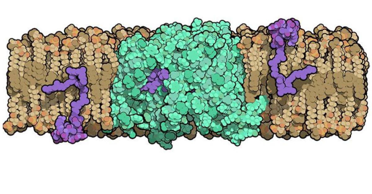 Crystal Structure of the MOP Flippase MurJ in an Inward-Facing ...