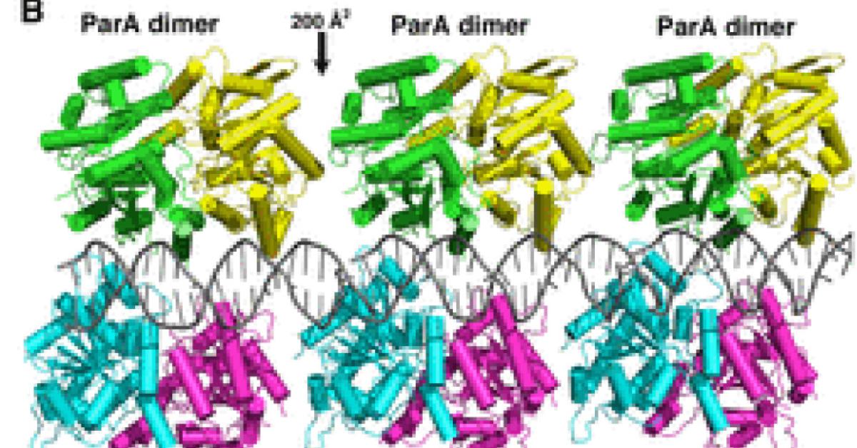The Schumacher Lab Reveals the First Structures of the ParA Walker-Box ...