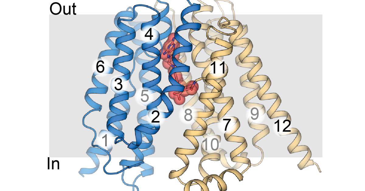 The Lee Lab Determines the Structure of hRFC | Duke Department of ...